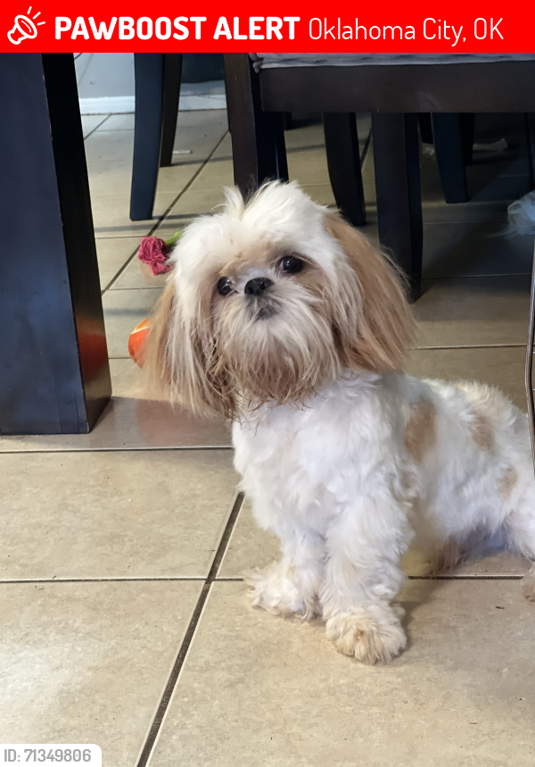 Oklahoma City, OK Lost Male Dog, Remy Is Missing | PawBoost