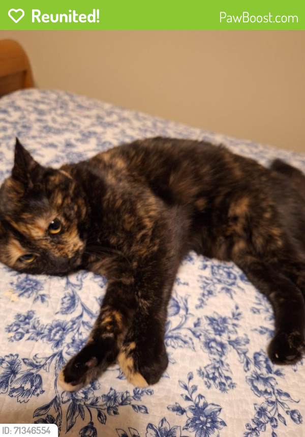 Reunited Female Cat in New Albany, OH 43054 (ID: 71346554) | PawBoost