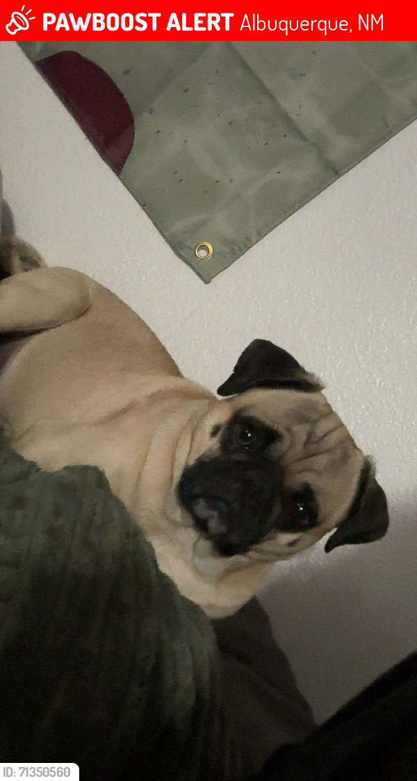 Albuquerque, NM Lost Male Dog, Tae-doe Is Missing | PawBoost