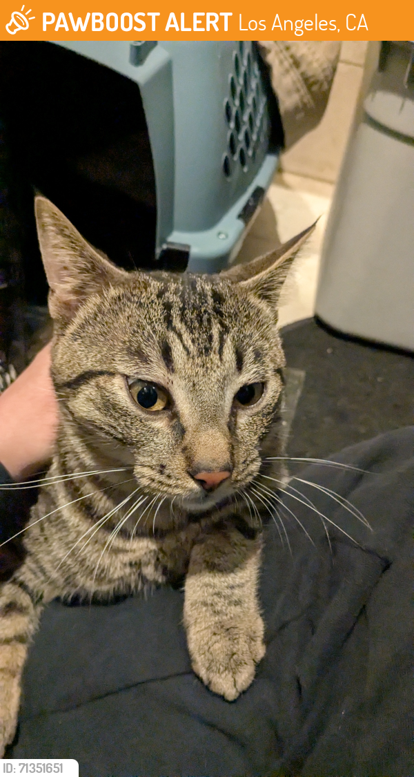 Los Angeles, CA Stray Cat Found Near Harold/Western | PawBoost