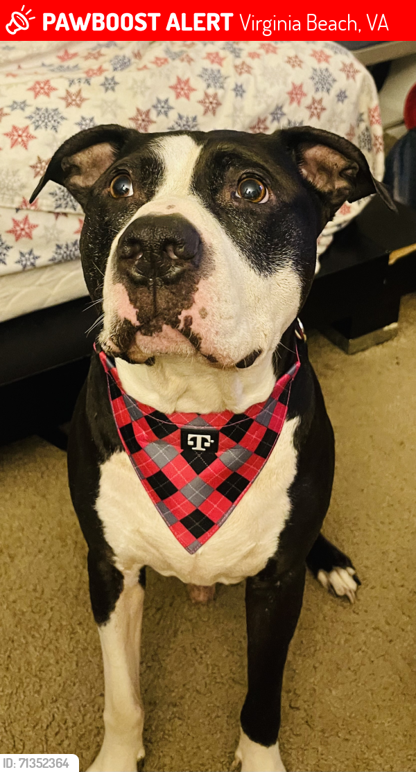 Virginia Beach, VA Lost Male Dog, King Is Missing | PawBoost