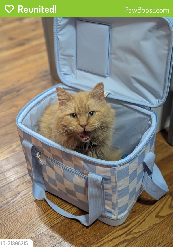 Reunited Male Cat in Charleston, WV 25302 (ID: 71306215) | PawBoost