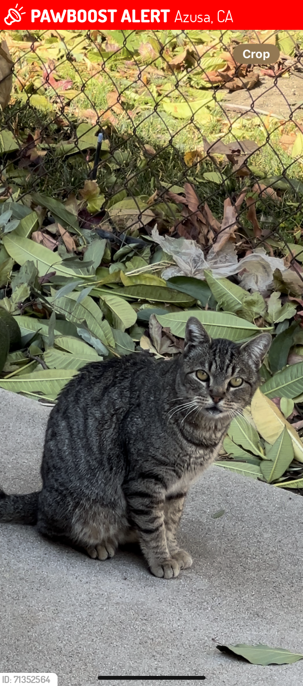 Azusa, CA Lost Male Cat, Kris Is Missing | PawBoost