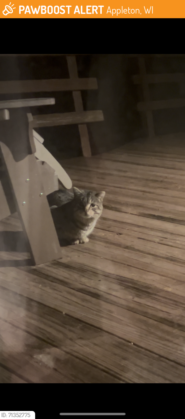 Appleton, WI Stray Cat Found Near Solar Circle and E. Calumet | PawBoost