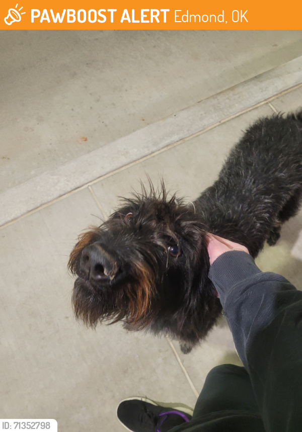 Edmond, OK Stray Dog Found Near Oncue - NW 178th & Western Ave | PawBoost
