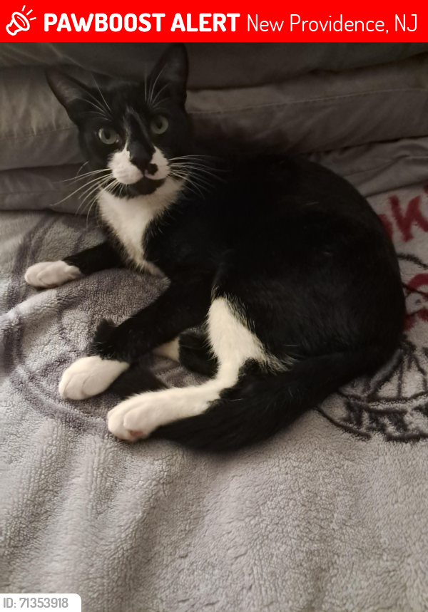 New Providence, NJ Lost Male Cat, Smudge Is Missing | PawBoost