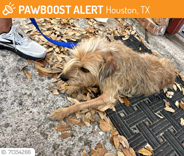 Houston, TX Stray Male Dog Found Near GESSNER | PawBoost