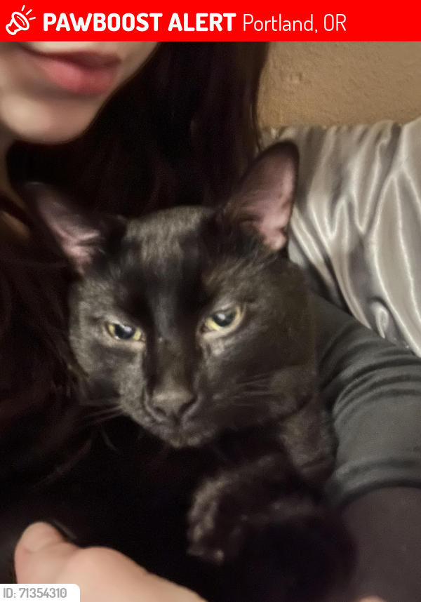 Portland, OR Lost Male Cat, Ryuk Is Missing | PawBoost