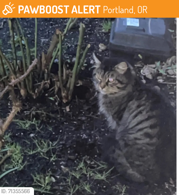 Portland, OR Stray Cat Found Near 10th | PawBoost