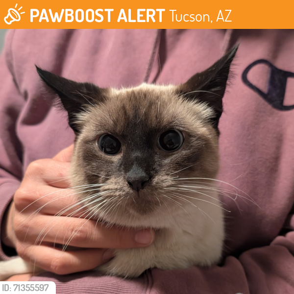 Rehomed Male Cat in Tucson, AZ 85705 (ID: 71355597) | PawBoost