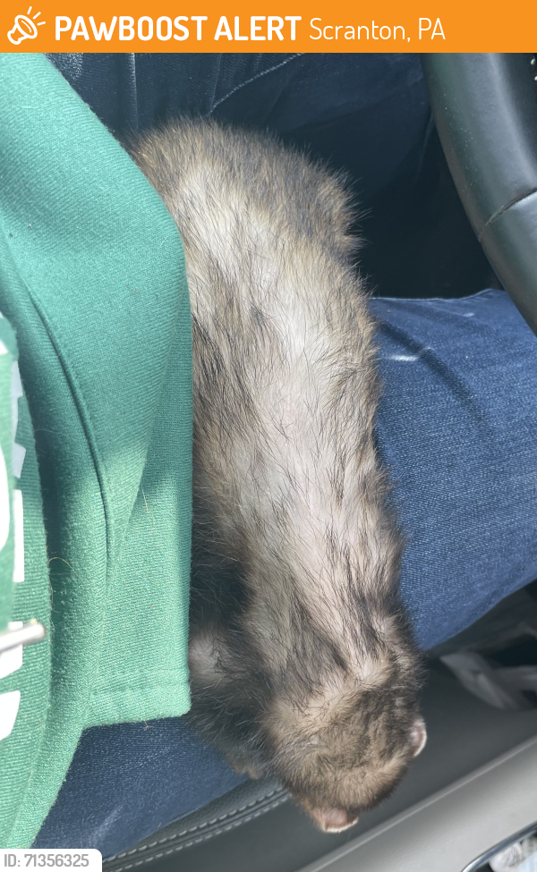 Scranton, PA Stray Ferret Found Near Luzerne Street Scranton, PA ...