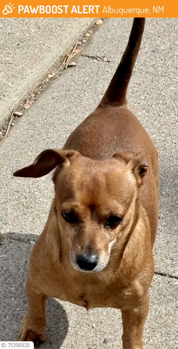 Albuquerque, NM Stray Male Dog Found Near California and Ross SE | PawBoost