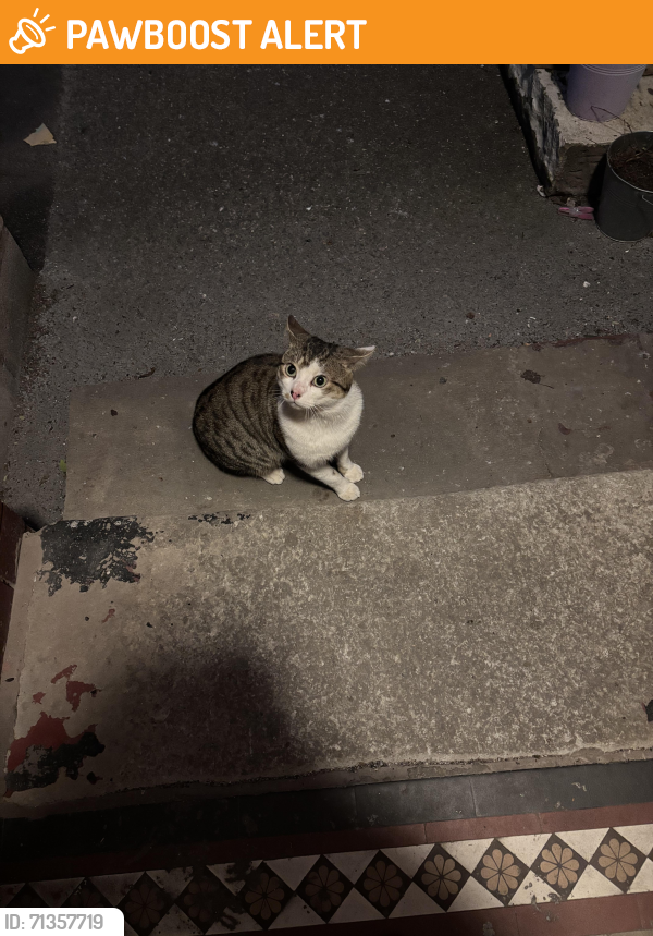 Greater Manchester, England Stray Cat Found Near Manley Park | PawBoost