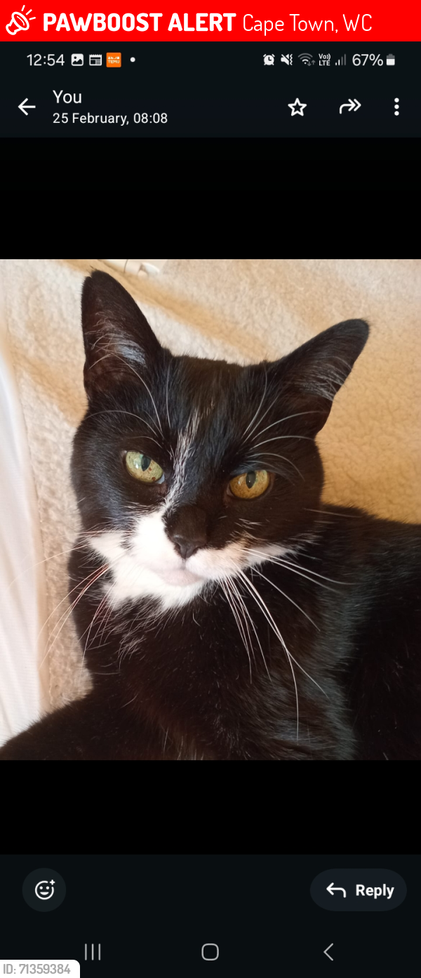 Deceased Female Cat in Cape Town, WC 7800 (ID: 71359384) | PawBoost