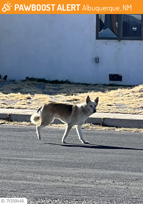 Albuquerque, NM Stray Dog Found Near Dallas St and Marquette Ave NE ...