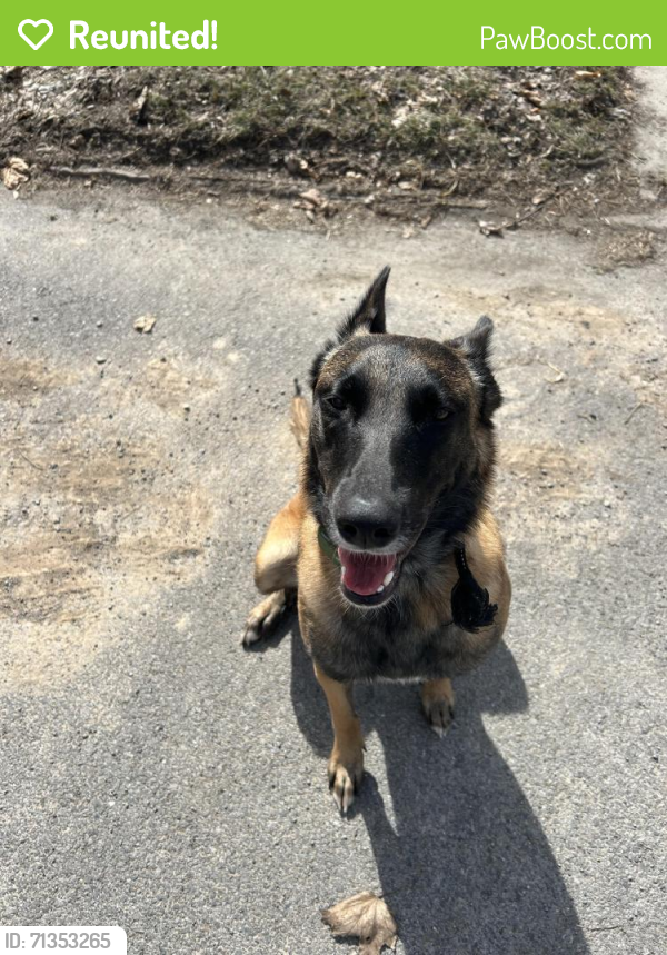 Reunited Dog in Buffalo, NY 14222 (ID: 71353265) | PawBoost