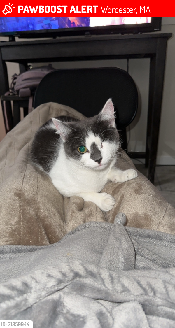 Worcester, MA Lost Female Cat, Appa Is Missing | PawBoost