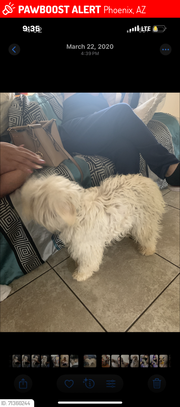 Phoenix, AZ Lost Female Dog, Luna Is Missing | PawBoost