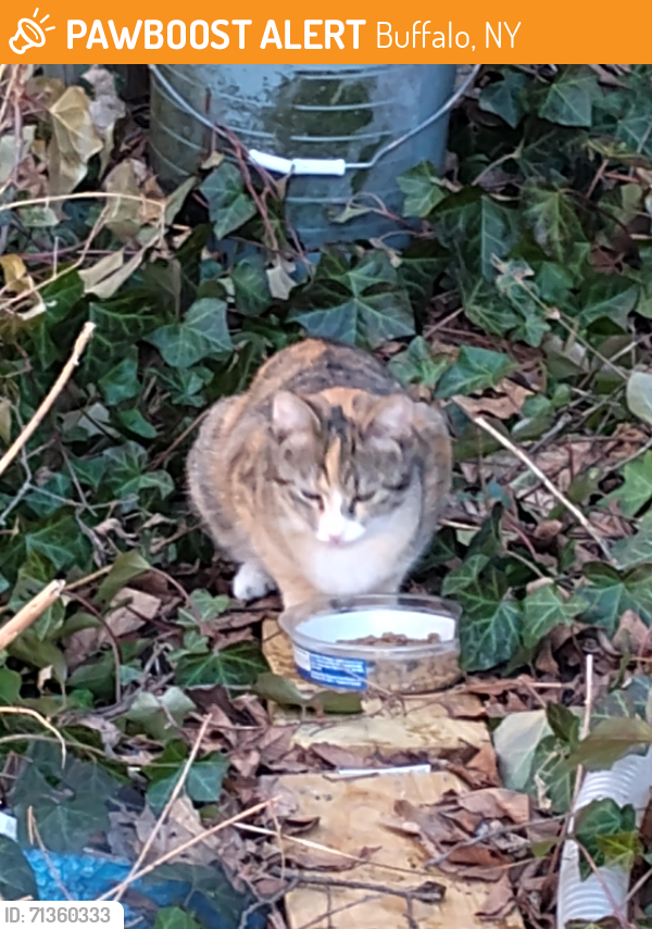 Buffalo, NY Stray Cat Found Near Near LaSalle Buffalo | PawBoost