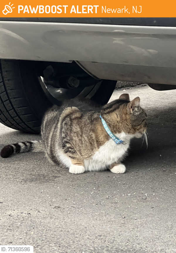 Newark, NJ Stray Cat Found Near New York ave | PawBoost