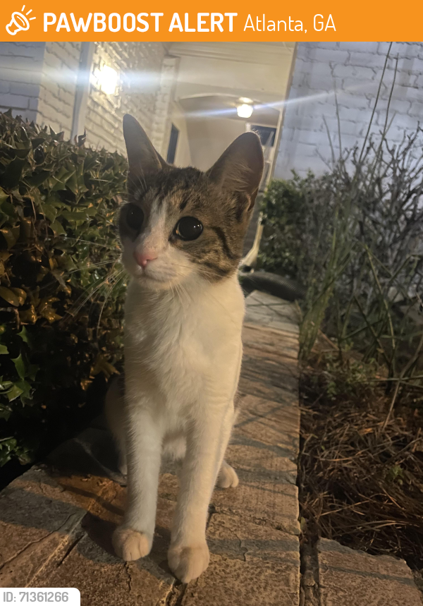 Atlanta, GA Stray Cat Found Near Reserve apmt complex towards the ...
