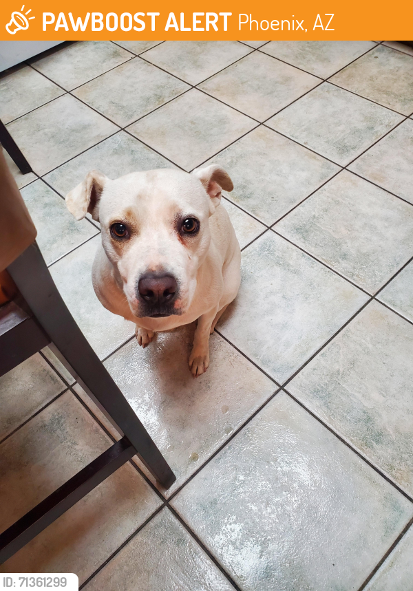 Phoenix, AZ Stray Female Dog Found Near 39th Ave & Cheryl | PawBoost
