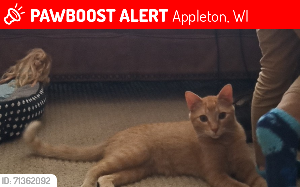 Appleton, WI Lost Male Cat, Gizmo Is Missing | PawBoost