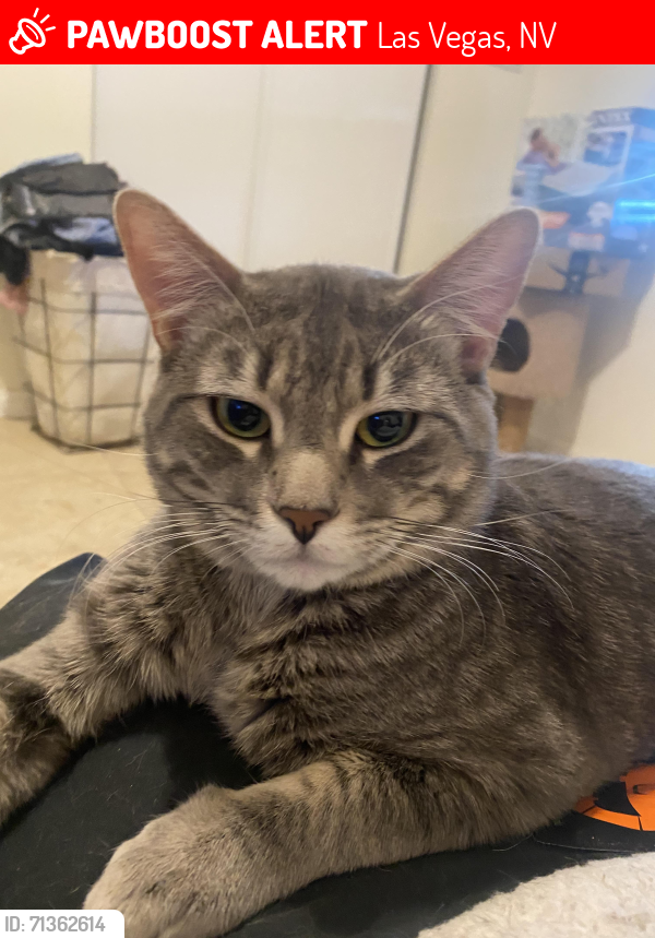 Las Vegas, NV Lost Male Cat, Loki Is Missing | PawBoost