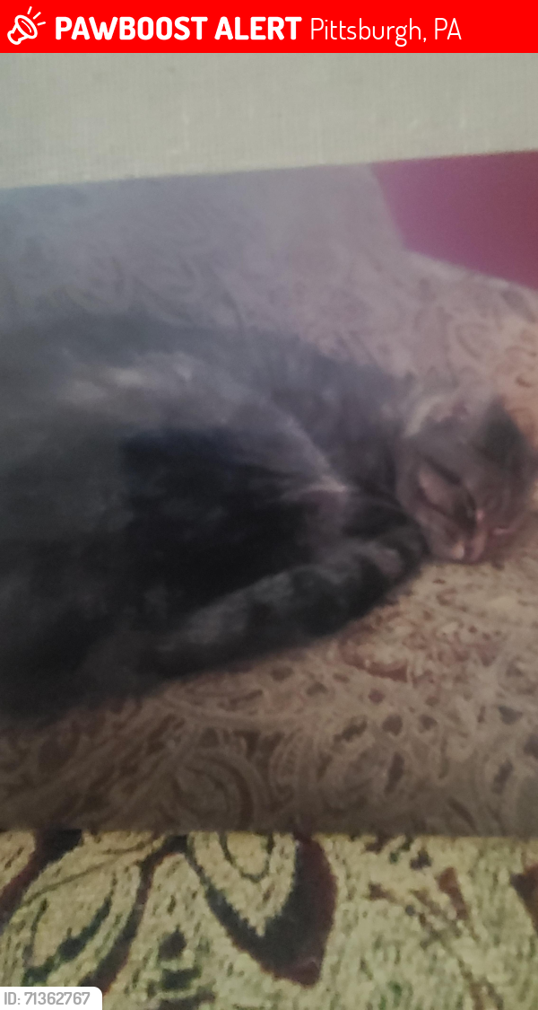Pittsburgh, PA Lost Female Cat, E Is Missing | PawBoost