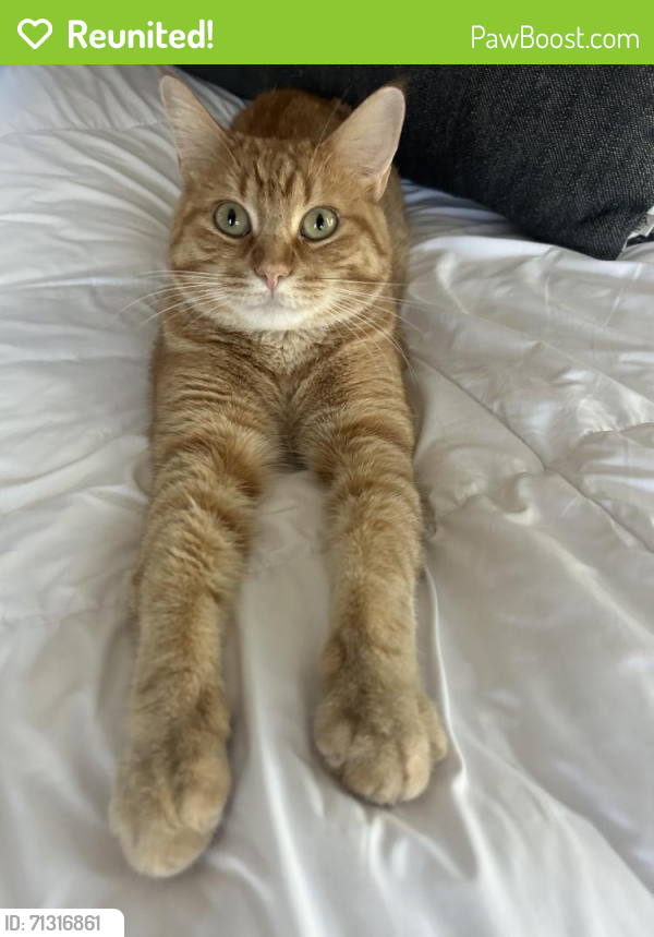 Reunited Male Cat in Riverview, FL 33579 (ID: 71316861) | PawBoost