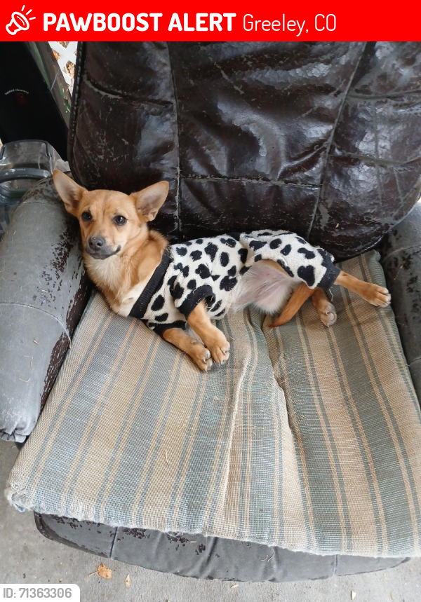 Greeley, CO Lost Female Dog, Athena Is Missing | PawBoost