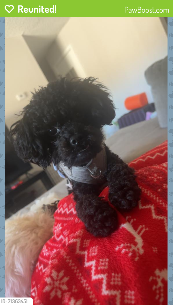 Reunited Female Dog in Tulsa, OK 74114 (ID: 71363451) | PawBoost