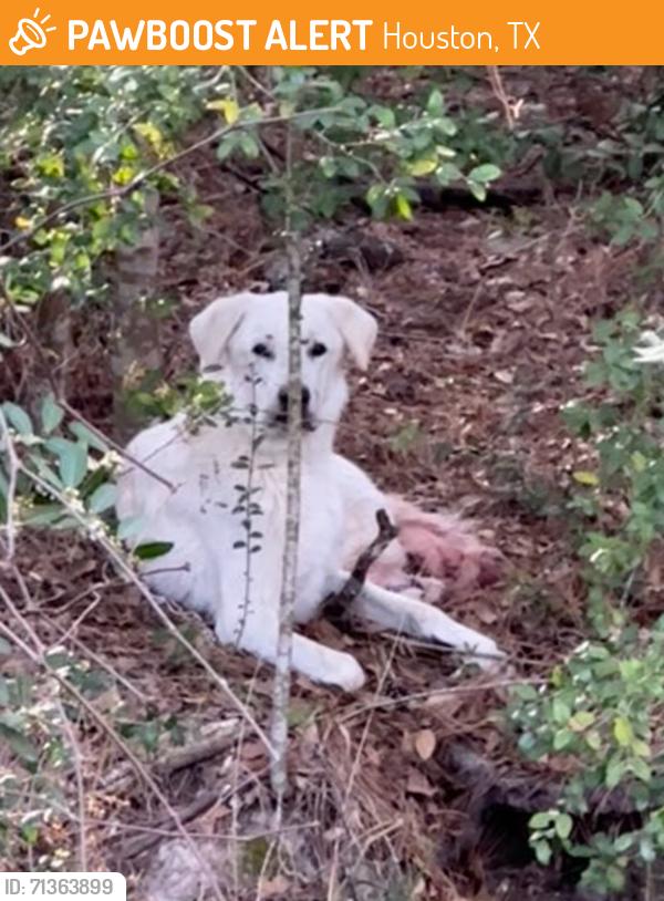 Houston, TX Stray Dog Found Near Leather Saddle Court | PawBoost