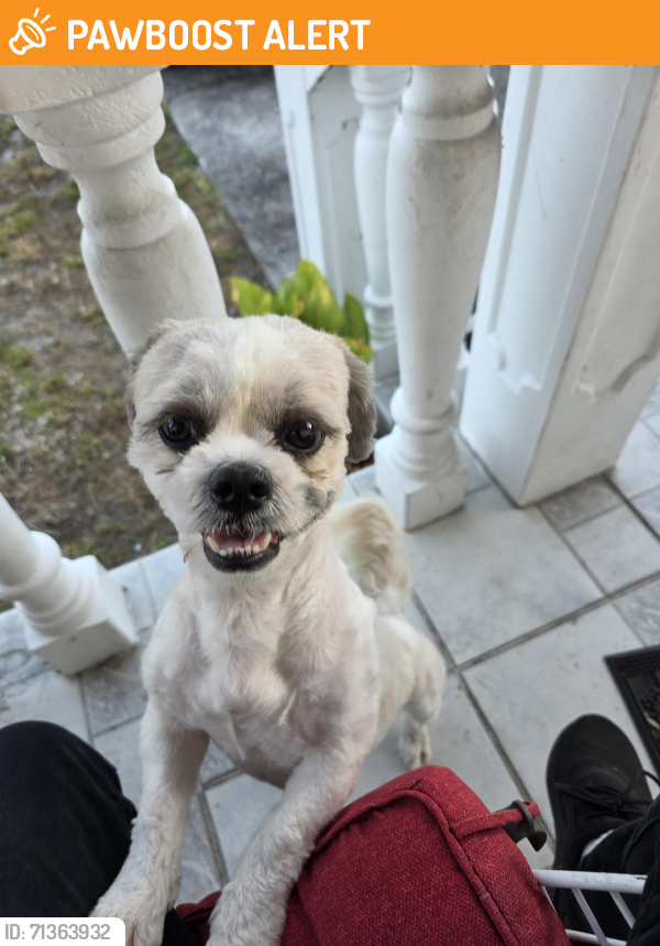 North Miami Beach, FL Stray Female Dog Found Near Near ave 171st | PawBoost