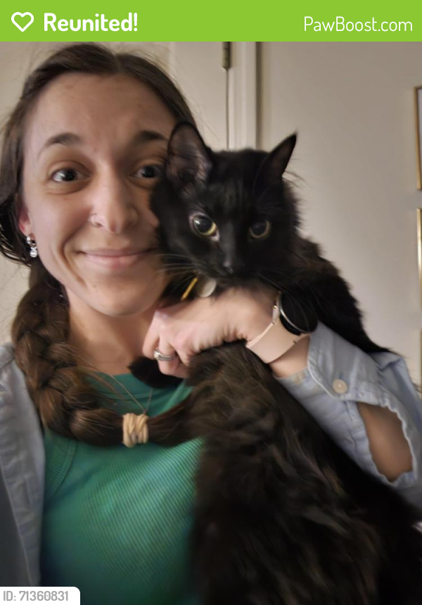 Reunited Female Cat in O'Fallon, MO 63368 (ID: 71360831) | PawBoost