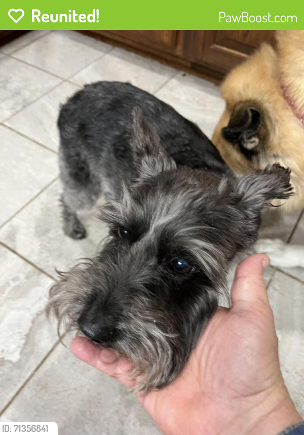 Reunited Male Dog in Simpsonville, SC 29681 (ID: 71356841) | PawBoost