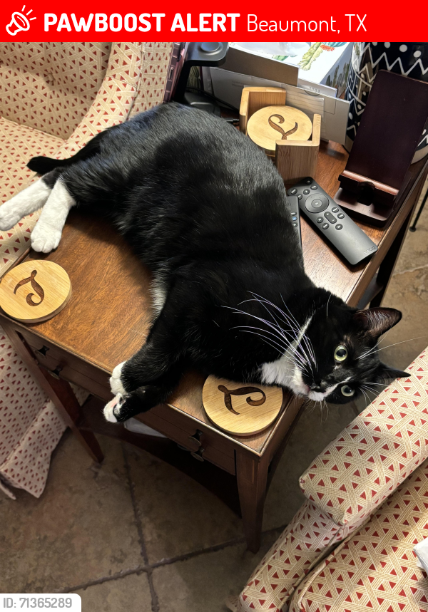 Beaumont, TX Lost Male Cat, Cooper Is Missing | PawBoost