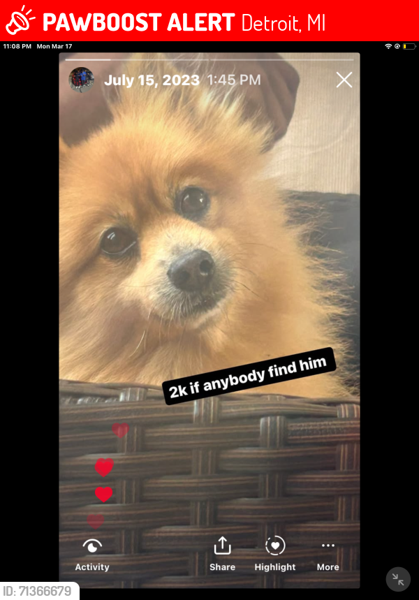Detroit, MI Lost Male Dog, Max Is Missing | PawBoost