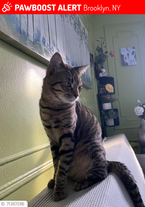 Brooklyn, NY Lost Male Cat, Loki Is Missing | PawBoost