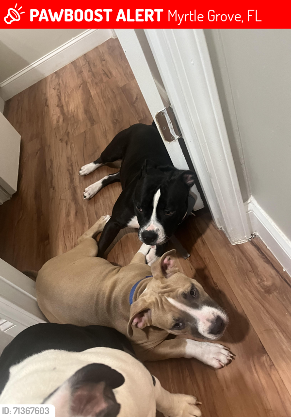 Myrtle Grove, FL Lost Female Dog, Shiva Is Missing | PawBoost
