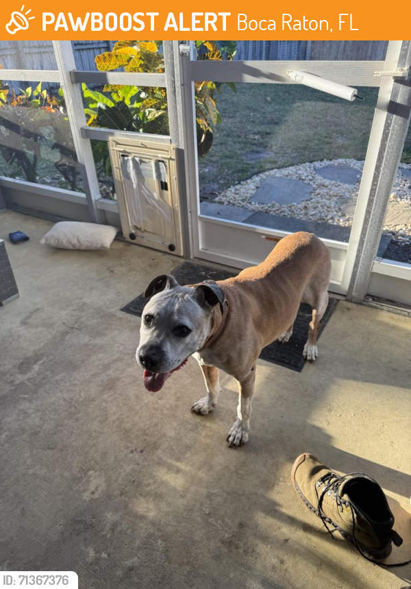 Boca Raton, FL Stray Male Dog Found Near Palmetto pines | PawBoost