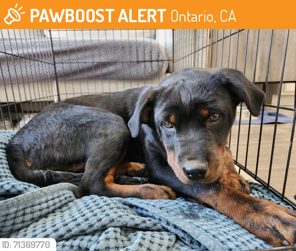 Ontario, CA Stray Female Dog Found Near Philadelphia and Vineyard ...