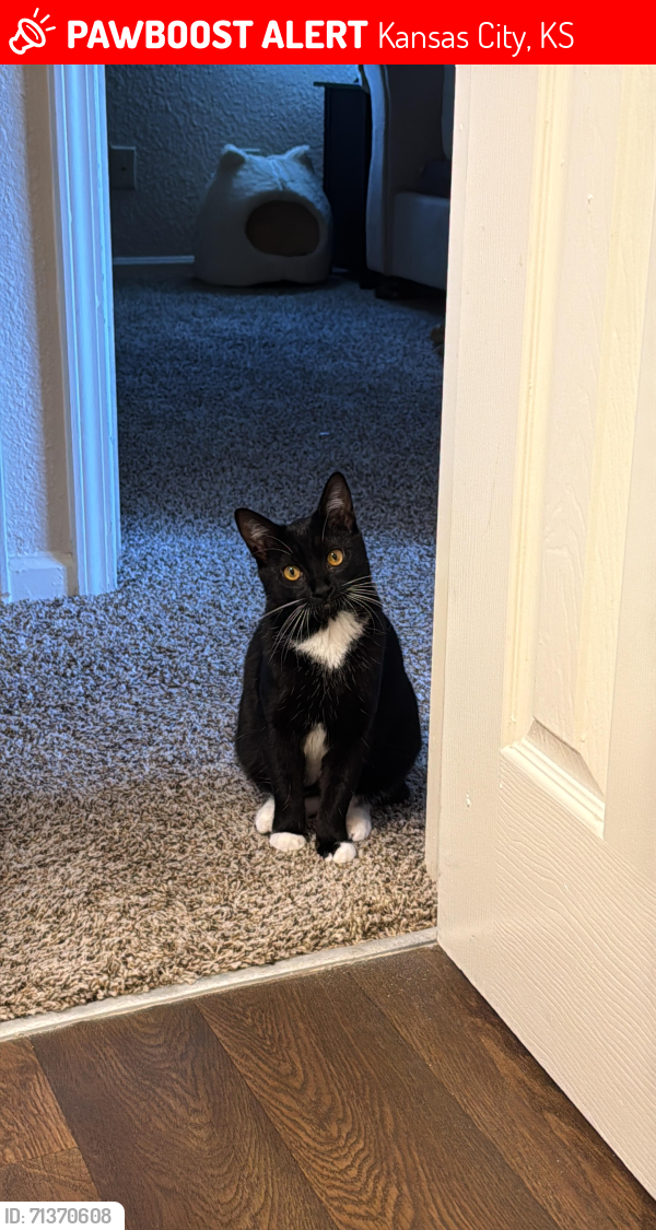 Kansas City, KS Lost Female Cat, Passatelli Is Missing | PawBoost