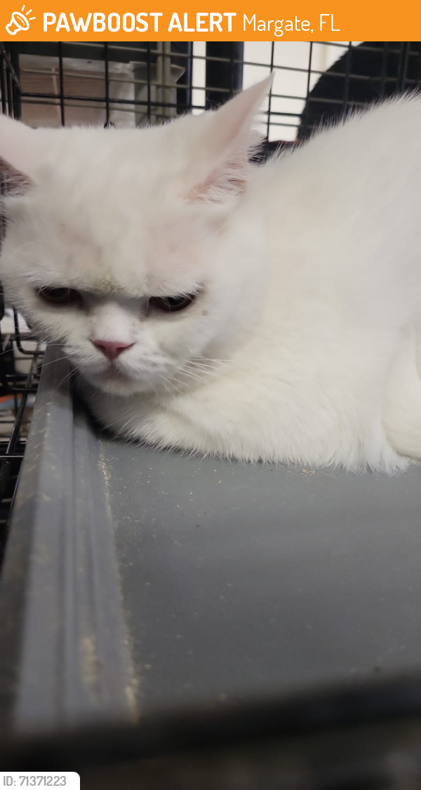 Margate, FL Stray Female Cat Found Near Near Southwest 8th Street ...