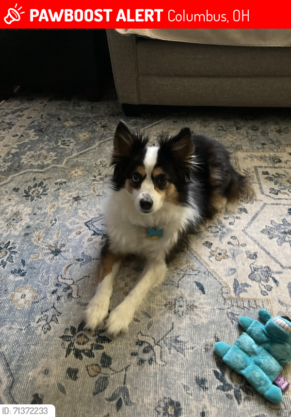 Columbus, OH Lost Female Dog, Bella Is Missing | PawBoost