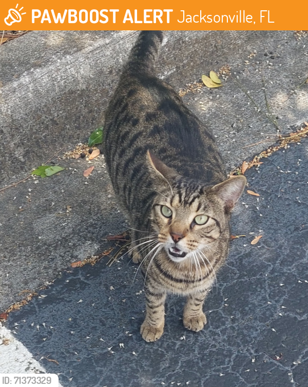 Jacksonville, FL Stray Cat Found Near San Pablo and Beach 32250 | PawBoost