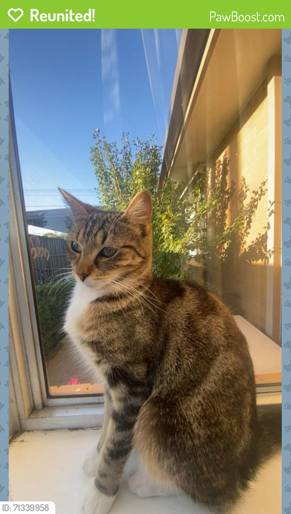 Reunited Female Cat in North Melbourne, VIC 3051 (ID: 71339958) | PawBoost