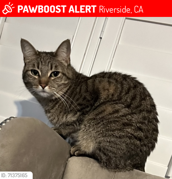 Riverside, CA Lost Female Cat, Ruby Is Missing | PawBoost