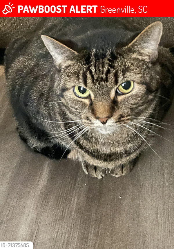 Greenville, SC Lost Male Cat, Buster Is Missing | PawBoost