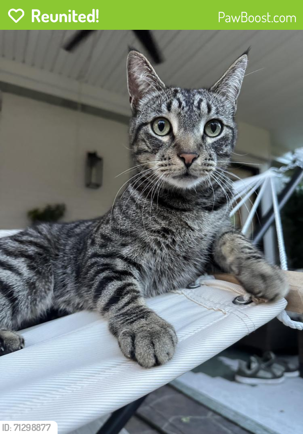Reunited Male Cat in North Canton, OH 44720 (ID: 71298877) | PawBoost